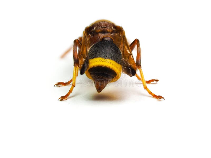 Red Wasp Hornet Isolated on White Background. Stock Photo - Image of ...