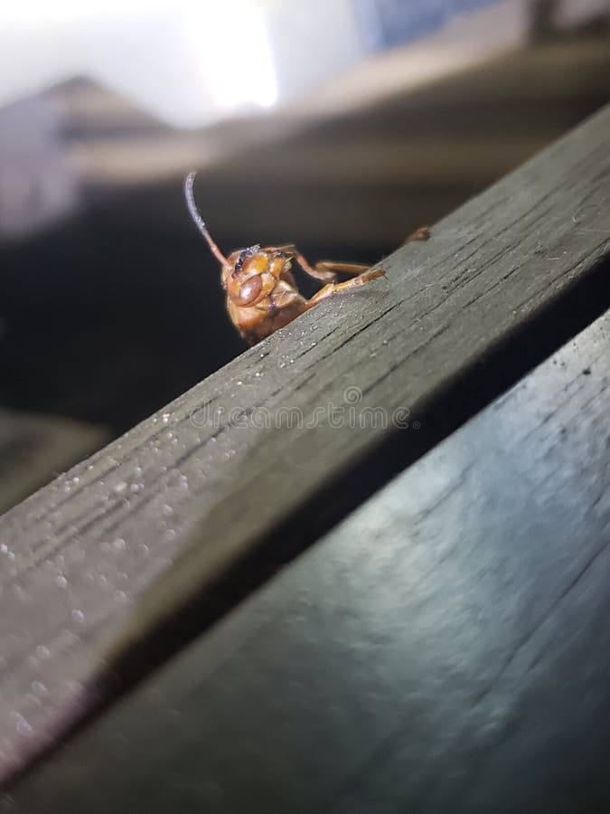 Red wasp insect stock photo. Image of sting, mean, wasp - 144872254