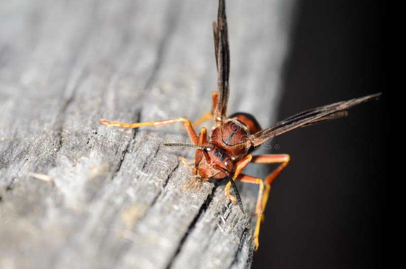 Red Wasp stock photo. Image of black, feed, detail, sting - 52857498