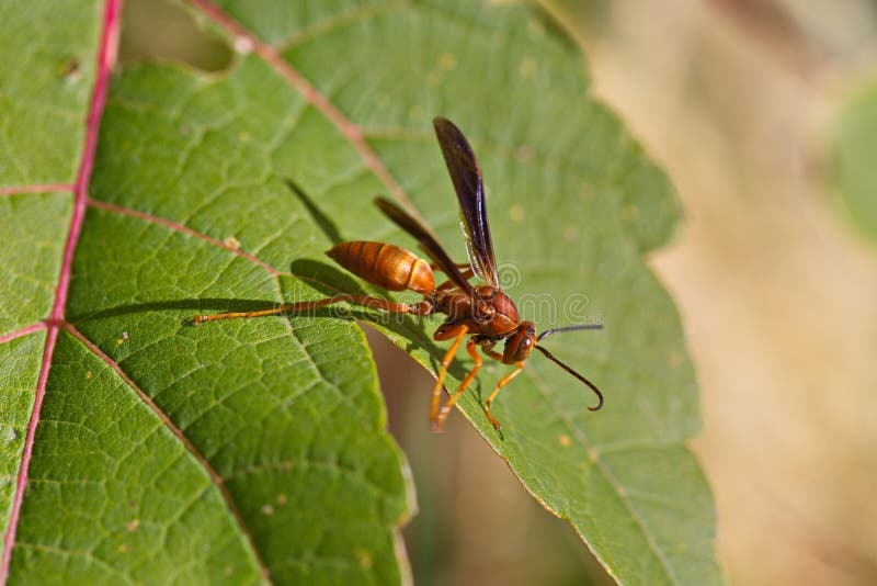 Red Wasp stock image. Image of paper, insect, horizontal - 202952263
