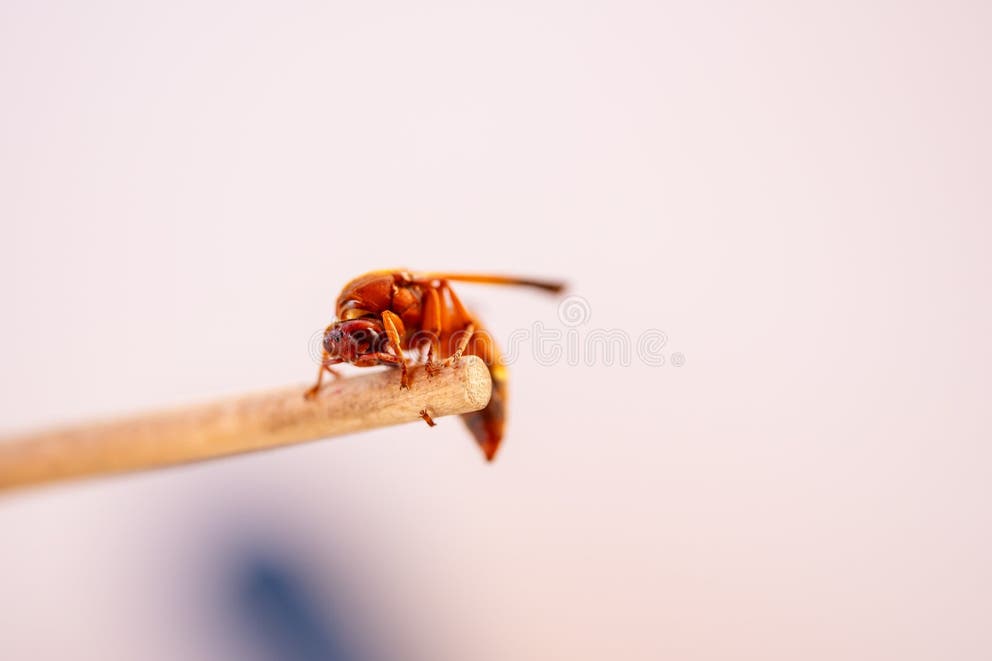 Red wasp stock photo. Image of nature, macro, small - 336904612