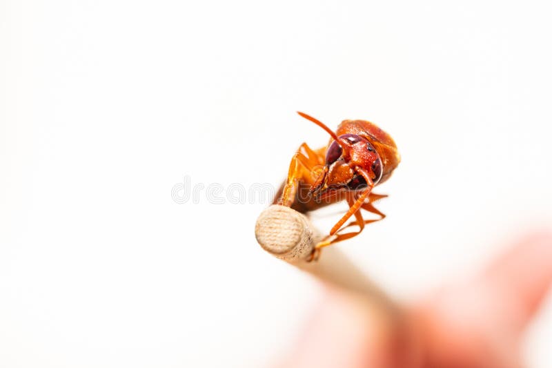 Red wasp stock image. Image of green, perched, brown - 336904643