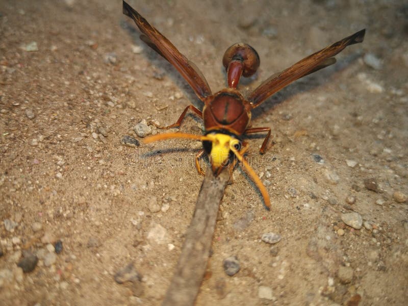 Red Wasp in Soil Creating Home Stock Image - Image of redwasp, wasp ...
