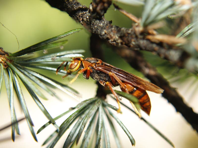 Polistes among the Branches of a Blue Cedar Stock Image - Image of ...