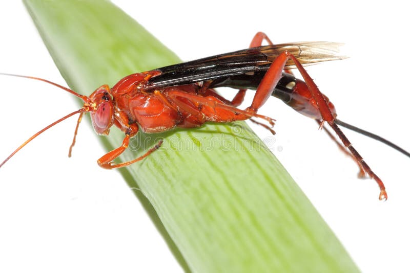 Red wasp stock photo. Image of metallic, beautiful, nature - 35443412