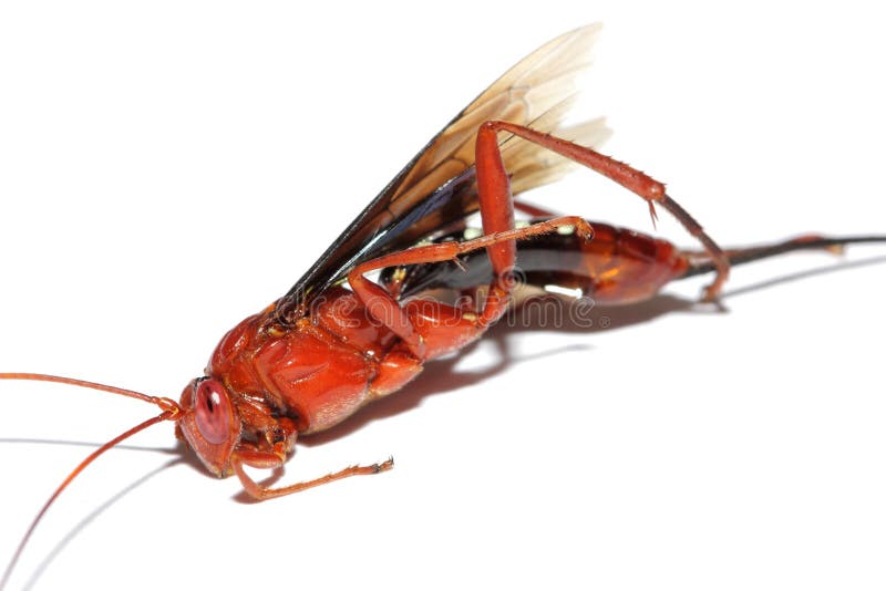 Red wasp stock photo. Image of beautiful, macro, shiny - 35443464