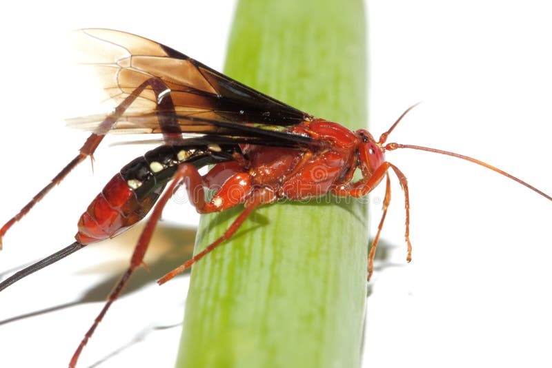Red wasp stock image. Image of closeup, animal, brown - 35443491