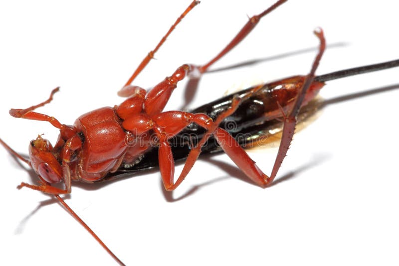 Red wasp stock image. Image of closeup, brown, metallic - 35443551