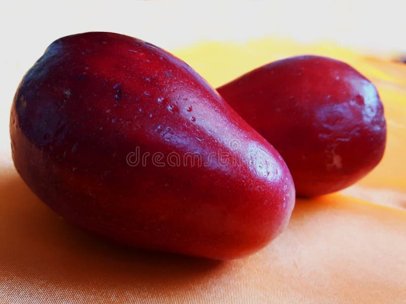 Java Apples or Rose Apples 3 Stock Image - Image of eugenia, botany ...