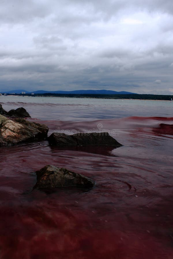 Red Water in Black Sea stock photo. Image of stones, algae - 14999060