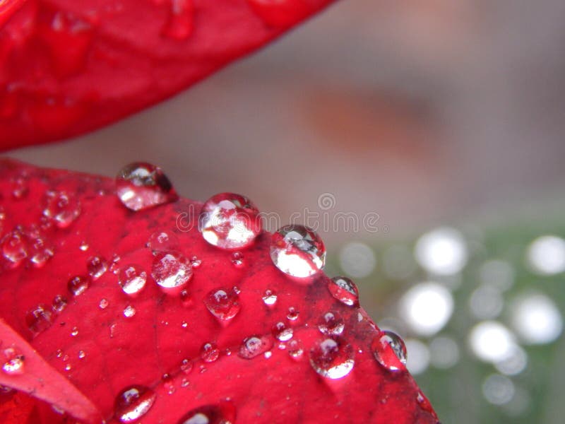 Red, Water, Dew, Drop stock photo. Image of petal, moisture - 119961390