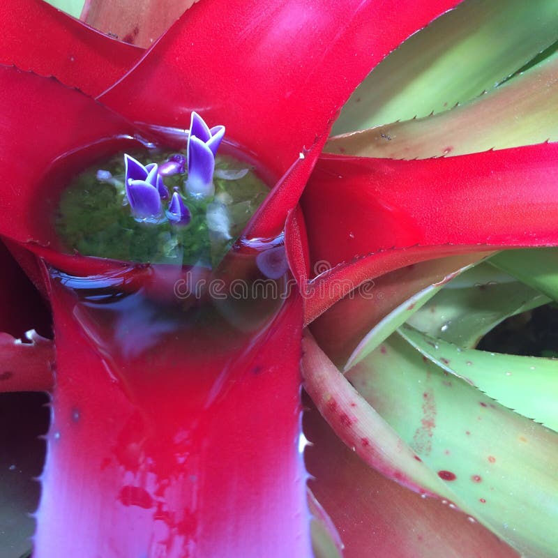 Red water flower stock photo. Image of plant, bright - 73514274