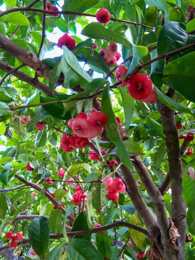 Red Water Guava on a Dense Tree Stock Image - Image of garden, grows ...