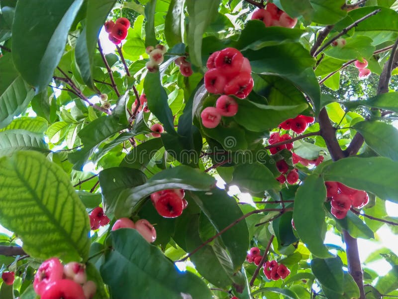 Red Water Guava on a Dense Tree Stock Image - Image of water, tree ...