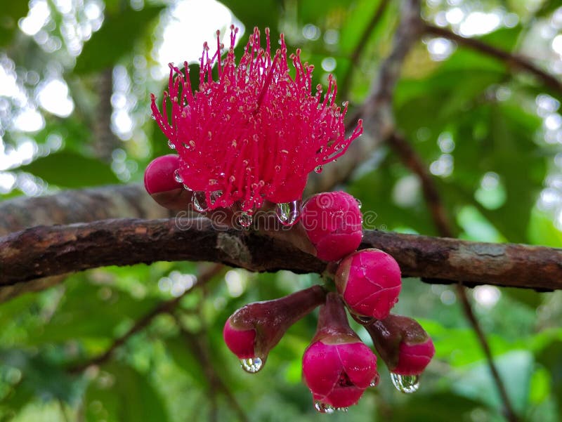 Red Water Guava Tree Flower Stock Image - Image of water, guava: 235041609