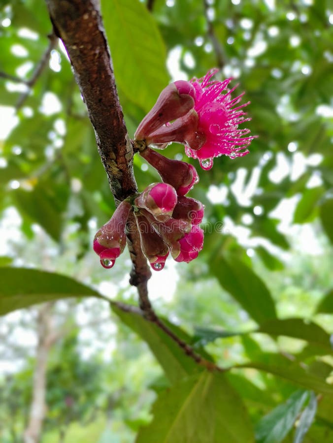 Red Water Guava Tree Flower Stock Photo - Image of flower, tree: 235041628