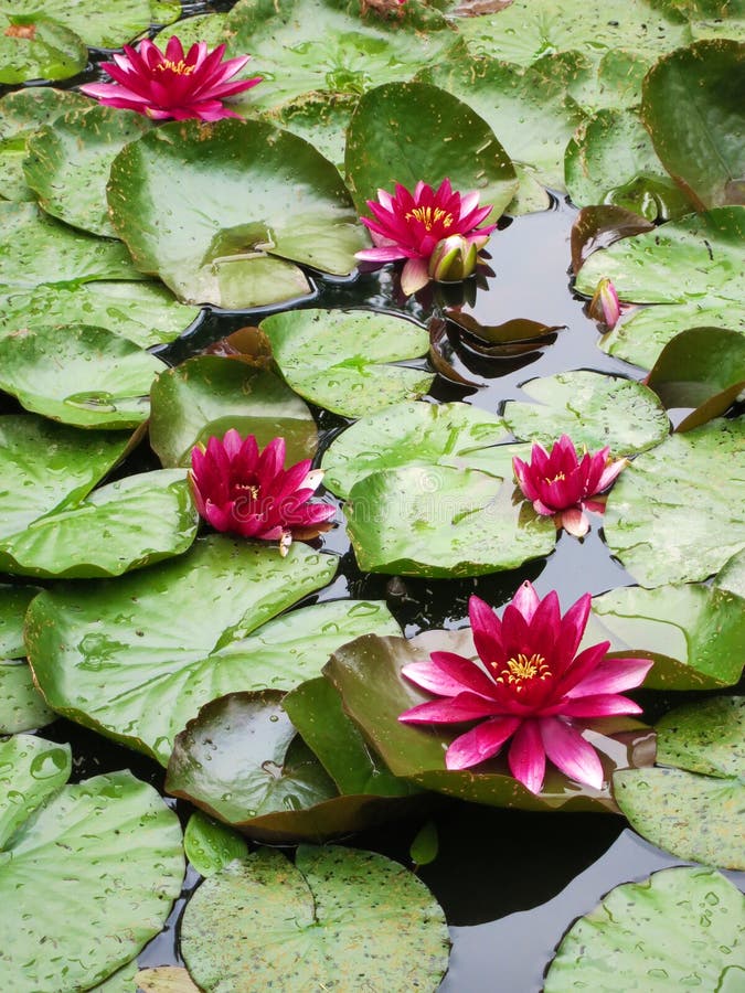 Red Water Lilies in Full Bloom with Pads in Pond Stock Image - Image of ...