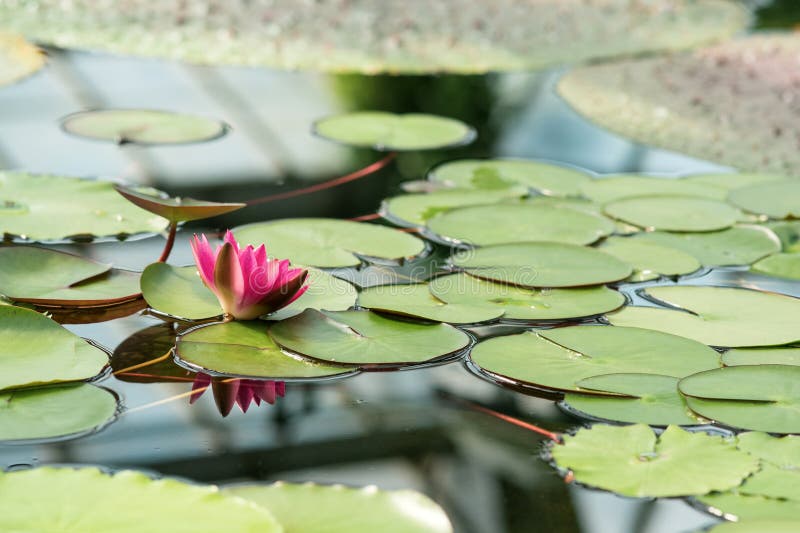 Red Water Lily Blooms among Aquatic Plants Stock Image - Image of bloom ...