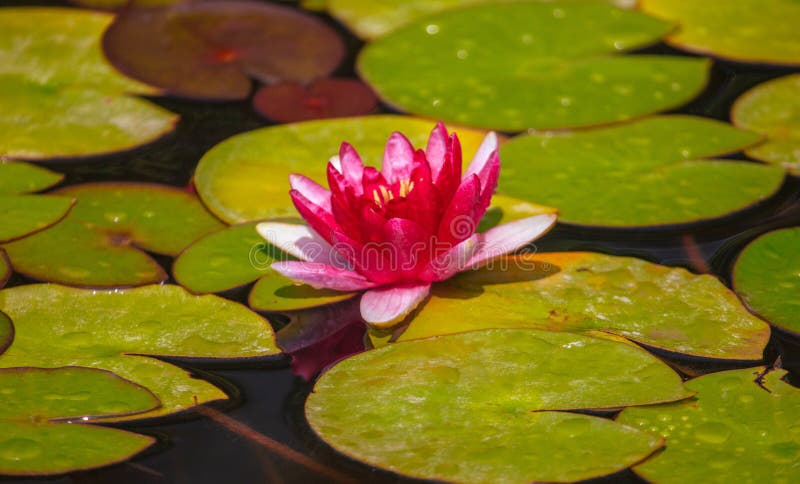 Red Water Lily Flower on the Lake Stock Image - Image of flower, floral ...