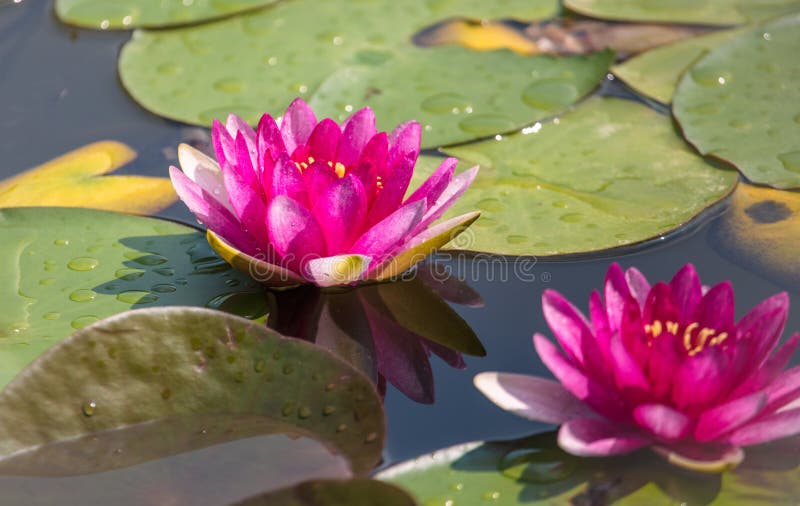Red Water Lily Flower on the Lake Stock Photo - Image of green, leaf ...