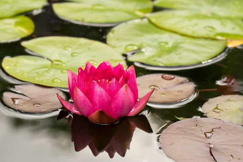 Red water lily flower stock photo. Image of pond, aquatic - 74182774