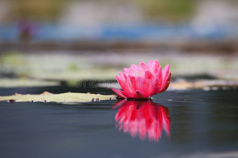 Red Water lily stock photo. Image of flower, water, lily - 49009396