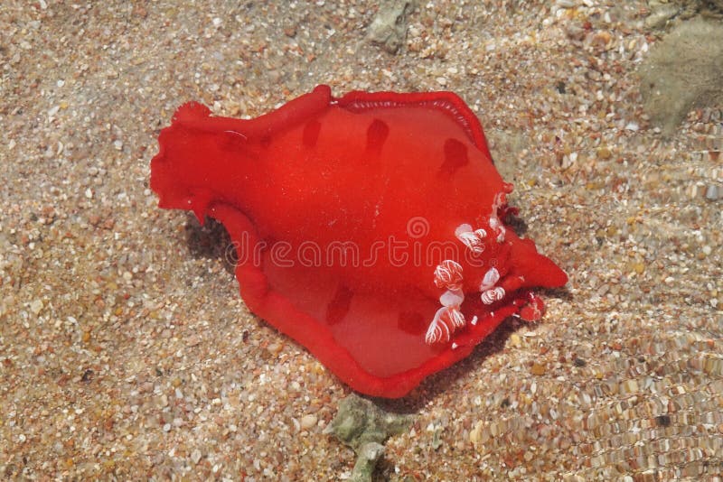 Red water sea slug stock photo. Image of wildlife, tentacles - 168707872