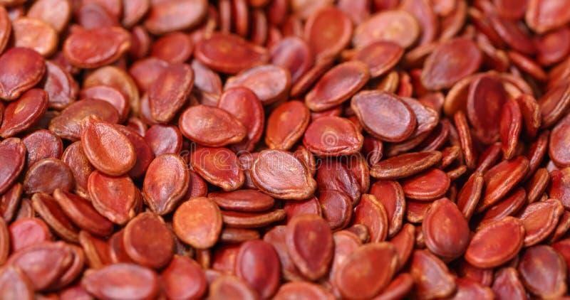 Red Watermelon Seed in Rotation Stock Video - Video of agriculture ...