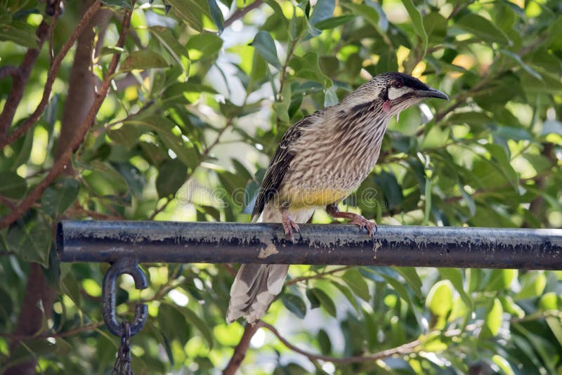The Red Wattle Bird Has Two Little Red Wattles on Its Face Stock Image ...