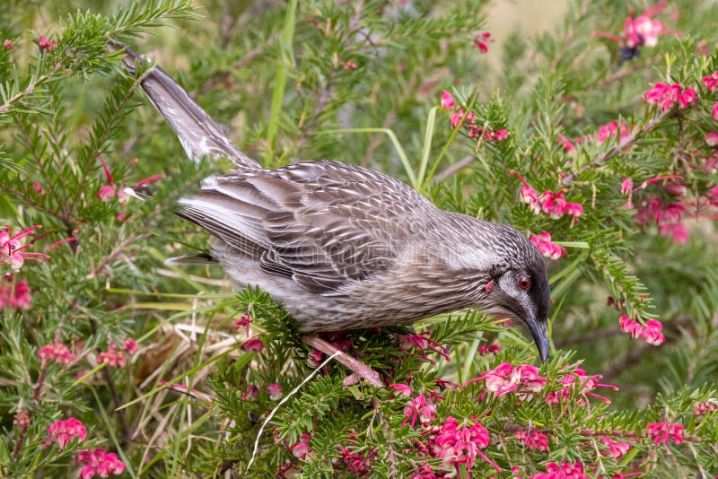 Red Wattle Bird stock image. Image of nature, carunculata - 253388163