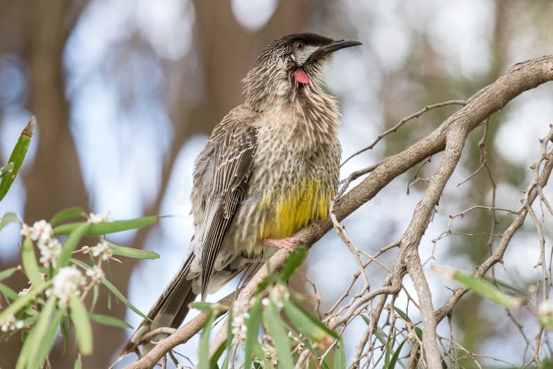 Red Wattle Bird stock photo. Image of nature, carunculata - 192045538
