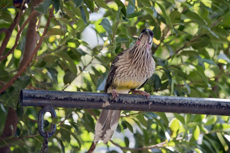 The Red Wattle Bird is Sitting on a Perch Stock Photo - Image of ...
