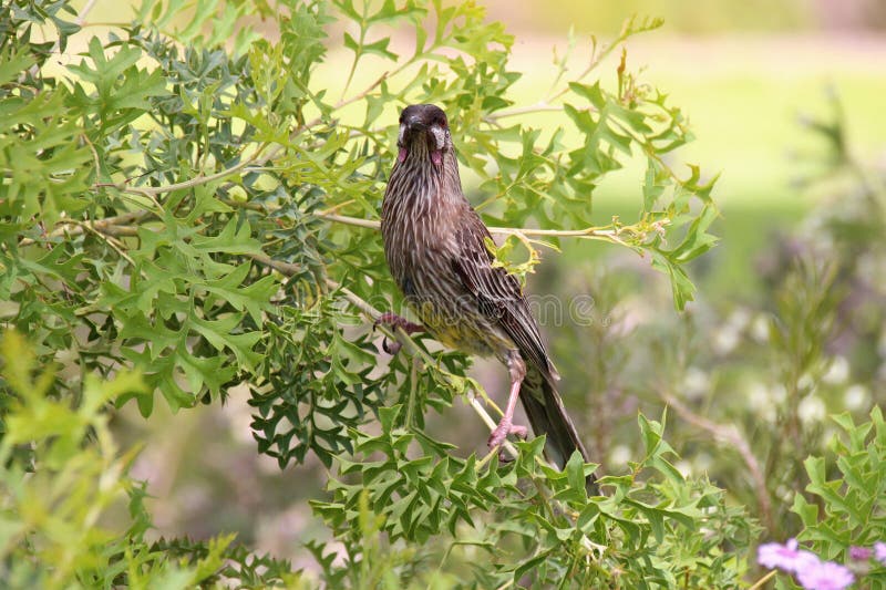Red Wattlebird - Perth - Australia Stock Image - Image of leaf ...
