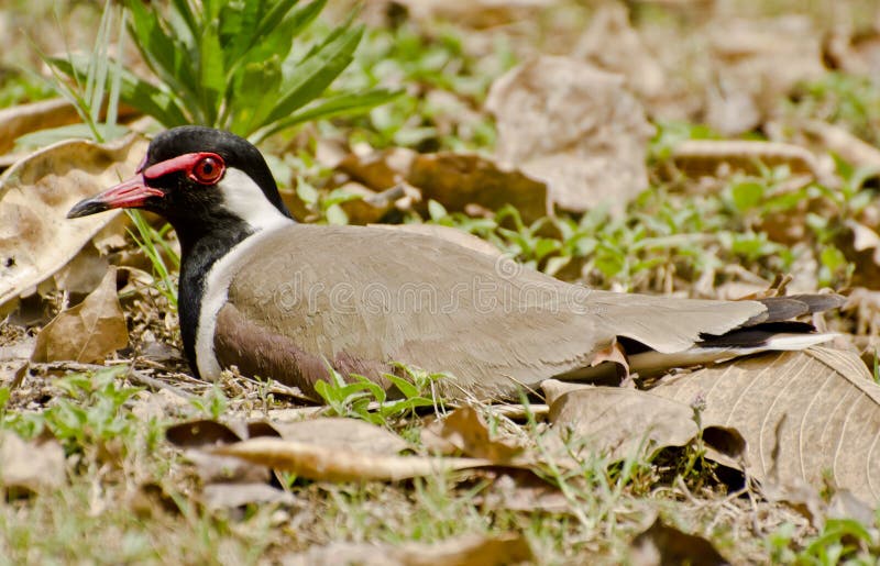 A Red Wattled Lap Wing Sitting on Its Egg Stock Image - Image of ...