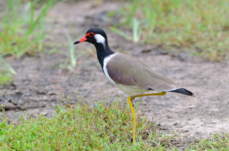 African Wattled Lapwing stock image. Image of hood, life - 56853923