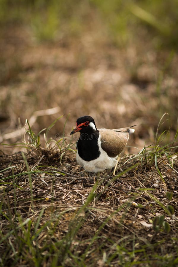 The Red-wattled Lapwing. stock image. Image of eyeball - 116482983