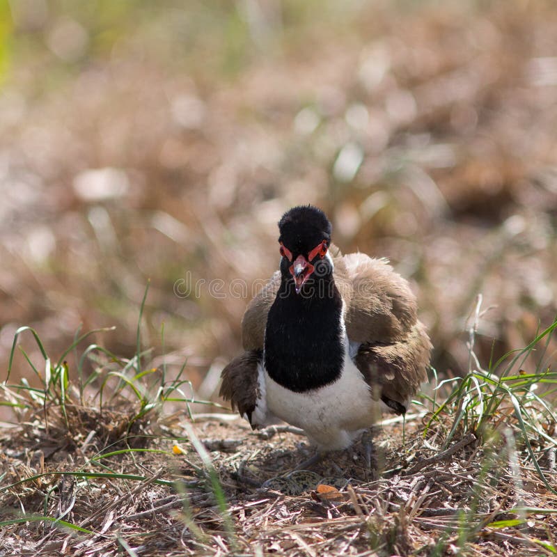 The Red-wattled Lapwing. stock photo. Image of alone - 41100558