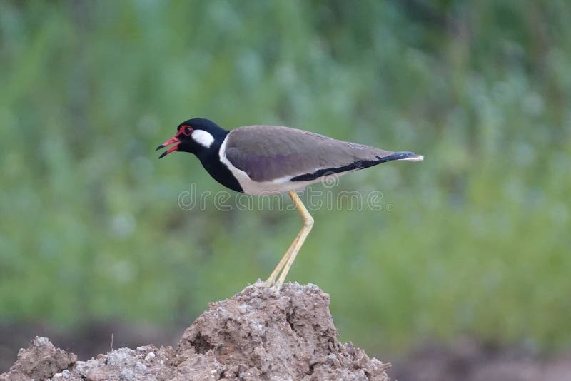 Red-wattled Lapwing Bird on a Rock Stock Photo - Image of beak, ecology ...