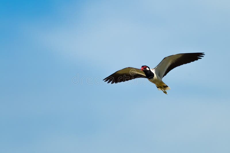 Red-wattled Lapwing bird stock photo. Image of bird, freedom - 31259116
