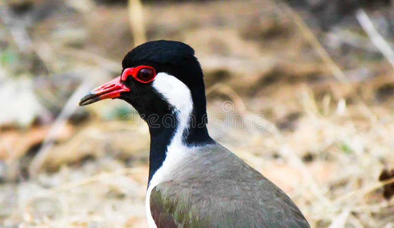 Red-wattled Lapwing stock image. Image of india, rajasthan - 48118075