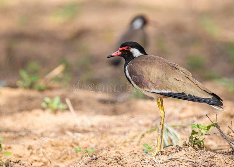 This Area is Mine _Red Wattled Lapwing Stock Photo - Image of animal ...