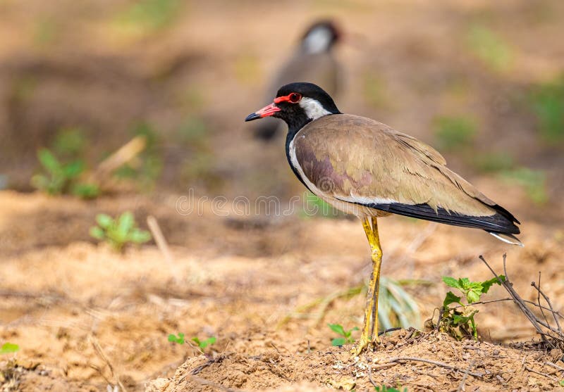 A Red Wattled Lapwing in a Field Stock Image - Image of fowl, wing ...