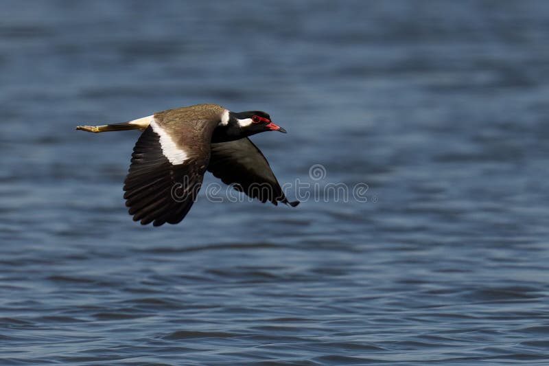Red-Wattled Lapwing Flying Over Sea Water Stock Photo - Image of wings ...