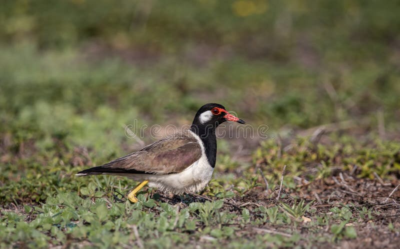 Red-wattled Lapwing on the Ground Animal Portrait. Stock Photo - Image ...