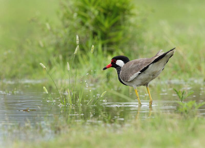 Red-wattled Lapwing stock photo. Image of aves, fleshy - 68521198