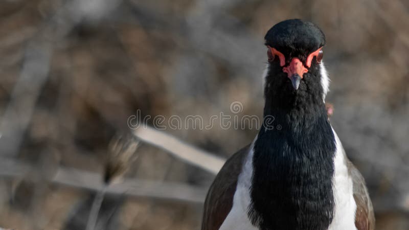 Red-wattled Lapwing india stock photo. Image of wing - 206909936