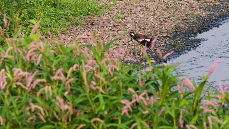 Red wattled lapwing stock video. Video of wild, lapwing - 347116943