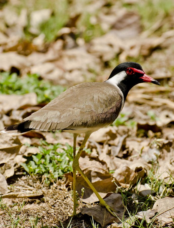 A red wattled lapwing stock photo. Image of wattled - 114424146