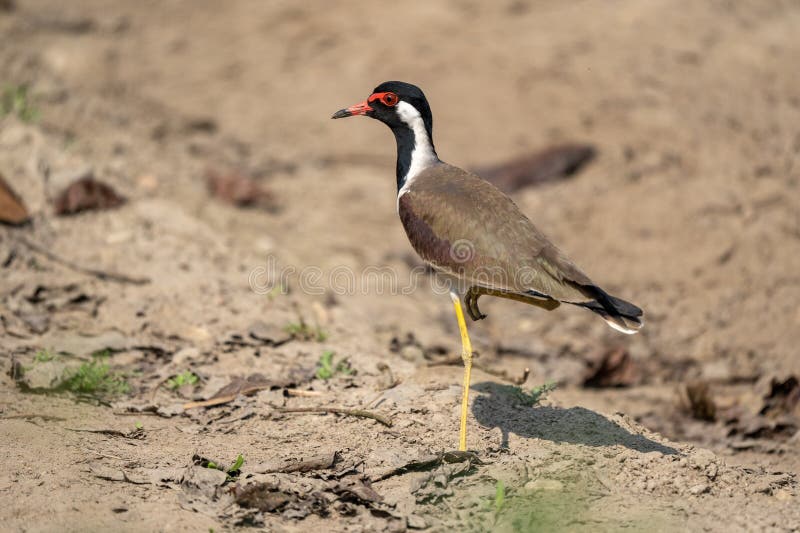 Red Wattled Lapwing stock photo. Image of fauna, nepal - 273507658
