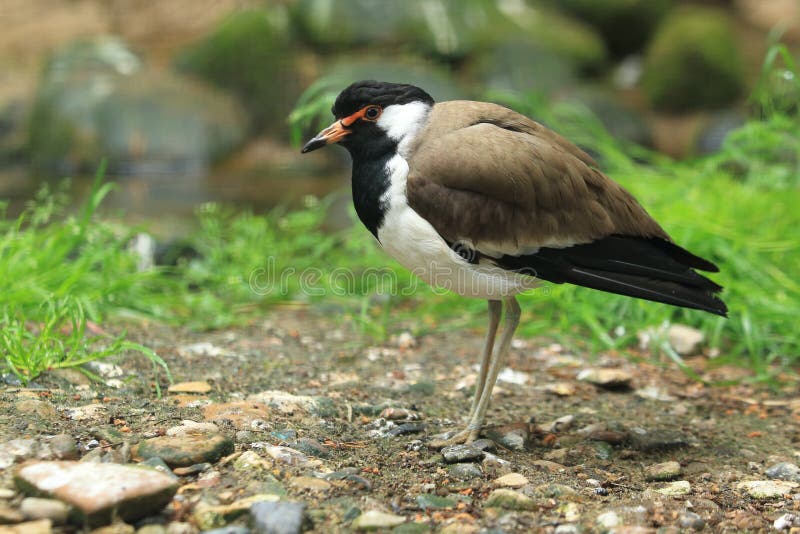 Red-wattled lapwing stock image. Image of nature, western - 95000425